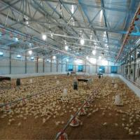 China Premium Light Steel Poultry House for Eco-Friendly Farming Solutions for sale