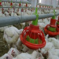 China Luxury Large Poultry House with Sturdy Steel Construction for Outdoor Use for sale