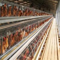 China Premium Automatic Steel Poultry House for Global Markets for sale