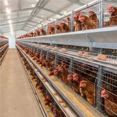 China Reliable Galvanized Steel Structure Chicken House for Free Range Layer Management for sale