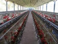 China Reliable Galvanized Steel Structure Chicken House for Free Range Layer Management for sale