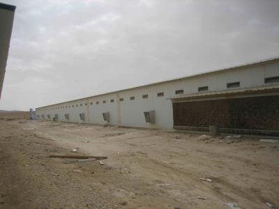 China Modern Evaporative Cooling Steel Structure Chicken House for Industrial Floor Raising for sale