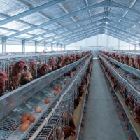 China Optimized Ventilation Steel Structure Chicken House Supporting Multi Tier Cage Equipment for sale