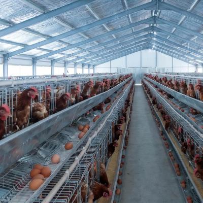 China Optimized Ventilation Steel Structure Chicken House Supporting Multi Tier Cage Equipment for sale