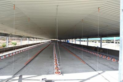 China Turnkey Project Steel Structure Chicken House with Advanced Floor Raising Equipment for sale
