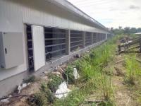 China Smart Ventilation Steel Structure Chicken House Designed for Commercial Battery Cages for sale