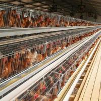 China Durable Prefabricated Steel Chicken Coop for Optimal Farming for sale