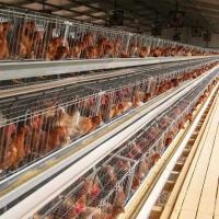 China Customizable Prefabricated Steel Chicken House for Efficient Poultry Farming for sale
