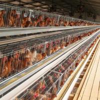 China Durable Prefabricated Steel Chicken Coop for Poultry Farming for sale