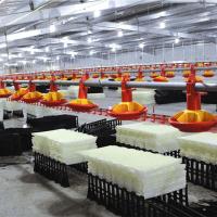 China Eco-Friendly Steel Chicken Coop for Organic Poultry Raising for sale
