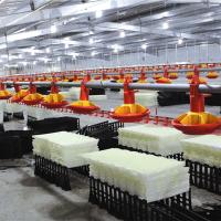 China Versatile Steel Chicken House for Modern Poultry Operations for sale