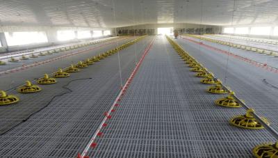 China High Quality Q235, Q345, Q355 Installation Guidence 20'gp/40'hc Steel Modular Chicken House for sale
