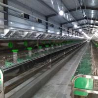 China Steel Structure Buildings Pig Chicken Livestock with Rational Layout and Solid Construction for sale