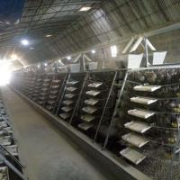 China Steel Structure Buildings Pig Chicken Livestock with Rational Layout and Solid Construction for sale