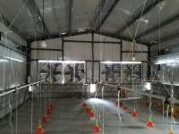 China Steel Structure Buildings Pig Chicken Livestock with Rational Layout and Solid Construction for sale