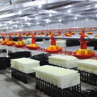 China Steel Structure Farm Shed with Stable Frames and Rain Proof Roofs for sale