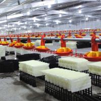 China Heat Insulated Steel Farm Building for High Temperature Areas for sale