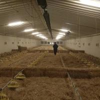 China Steel Structure Construction Chicken House for Efficient and Hygienic Poultry Farming for sale