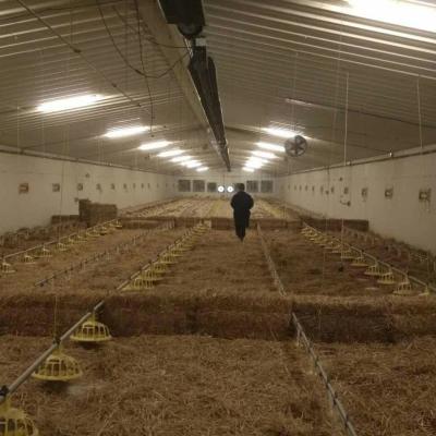 China Steel Structure Construction Chicken House for Efficient and Hygienic Poultry Farming for sale