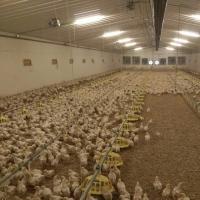 China Steel Structure Construction Chicken House for Efficient and Hygienic Poultry Farming for sale
