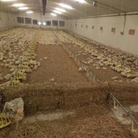 China Steel Structure Construction Chicken House for Efficient and Hygienic Poultry Farming for sale