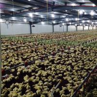 China Steel Structure Building Animal Chicken Cow for Breeding Prefabricated Steel Structure Industry for sale