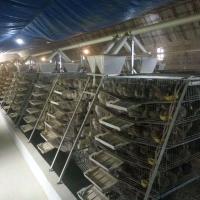 China Weather Proof Steel Agricultural Sheds Chicken House with Long Service Life for sale