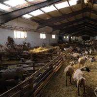 China Thermal Insulated Steel Farm Sheep Cow Houses for Hot Climate Application for sale