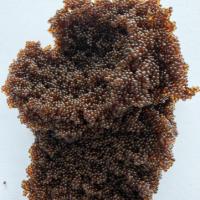 China YZ-001×7 Strong Acidic Styrene Cation Exchange Resin Nuclear Grade for Chip Pure Water for sale
