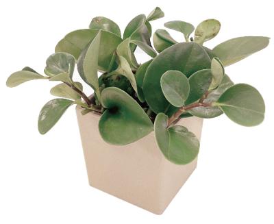China biodegradable Eco Friendly Rice husk Flower Vase Dishwasher Safe for Hotel for sale