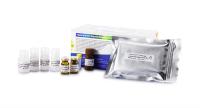 China 96T/Kit Elastase Assay Kit For Determination Male Infertility Diagnosis for sale