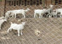 China ODM Smooth Surface Diamond Chain Link Fence 5x5 Inch PVC Coated for sale