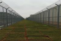 China Welded Razor Wire Mesh Fencing Panels With Diamond Hole For African Market for sale