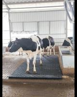 China 25mm Thickness Customized Rubber Mat For Zoo Animal for sale