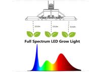 China 700nm Full Spectrum Led Grow Lights For Indoor Plants Ip44 for sale