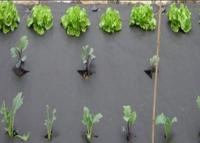 China PP Spunbond Weed Control Ground Cover Landscape Fabric Mulch Garden for sale