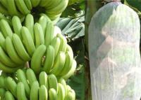 China PP spunbond nonwoven banana cover for sale
