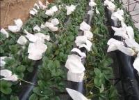 China Nonwoven Fruit Cover for sale