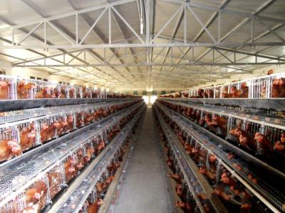 China Multi-Species Livestock Housing: Galvanized Steel Buildings for Broiler, Pig, Sheep and Cow Operations for sale