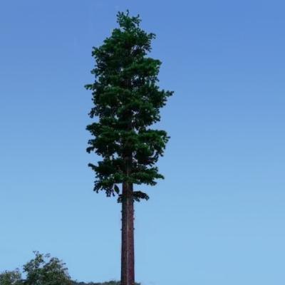 China 30m Pine Tree Camouflage Cell Tower For Communication for sale