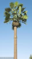 China ChangTong Camouflaged GSM Antennas Mobile Cell Tower for sale