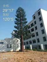 China Longlife 50m Camouflaged Cell Phone Tower Tree for sale