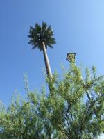 China Longlife 50m Camouflaged Cell Phone Tower Tree for sale