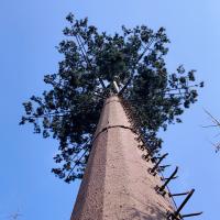 China 30m/S Coconut Tree Camouflage Cell Tower For Outdoor for sale