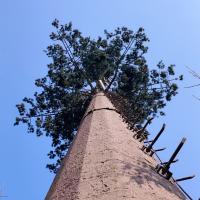 China Artificial Trees Telecommunication Q345 Steel Monopoles for sale