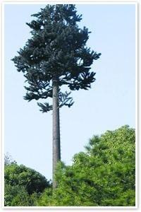 China Galvanized Monopole Angle Steel Telecom Antenna Tower for sale