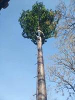 China Telecom Palm Tree 10m Height Camouflage Cell Tower for sale