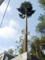China Communication Pine Palm Tree 50m Camouflage Cell Tower for sale