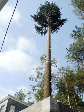 China Communication Pine Palm Tree 50m Camouflage Cell Tower for sale
