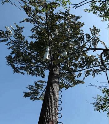 China 25m 30m Camouflaged Broadleaf Ficus Monopole Telecom Tower Hot Dipped Galvanized for sale